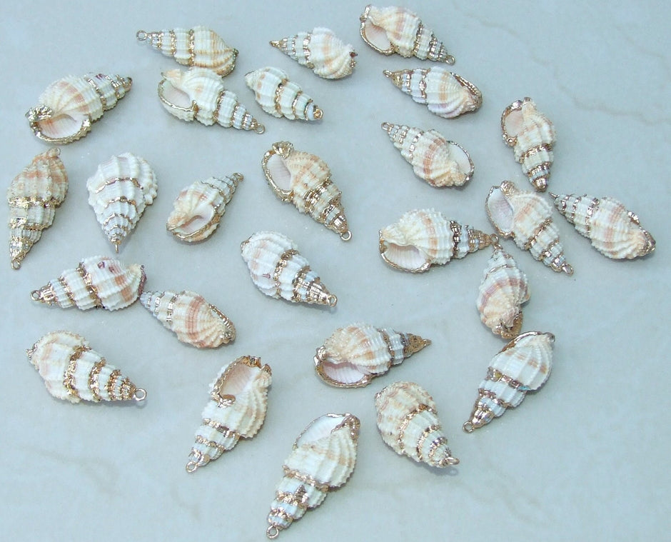 Real Cowrie Shells Bulk | Natural Colorful Seashells | Spiral Shells ...